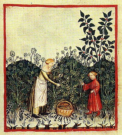 Medieval Monday: Plants and Herbs (part 1) – Allison D. Reid
