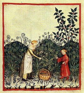 Medieval Monday: Plants and Herbs (part 1) – Allison D. Reid