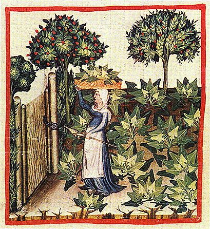 Medieval Monday: Plants and Herbs (part 1) – Allison D. Reid